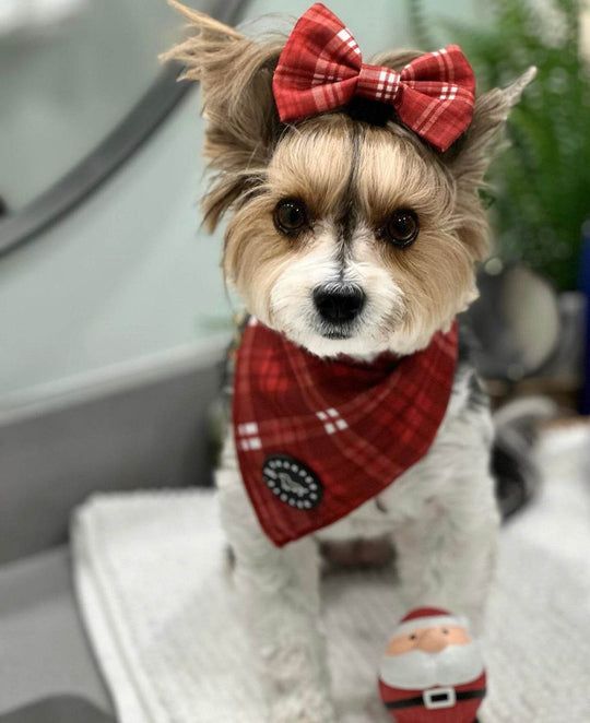 Designer Dog Accessories & Dog Apparel – Sharper Barker