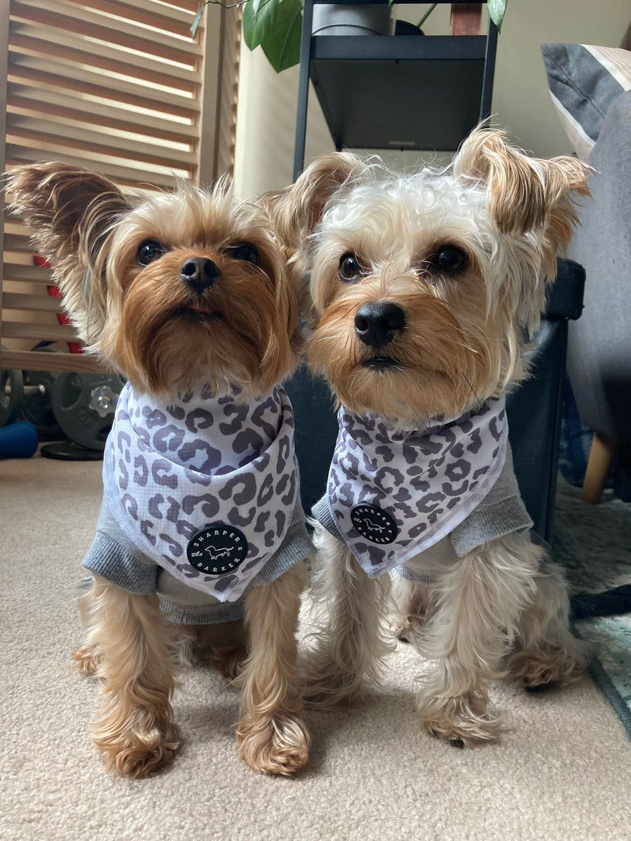 Designer Dog Accessories & Dog Apparel – Sharper Barker