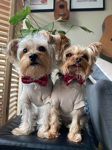 Designer Dog Accessories & Dog Apparel – Sharper Barker