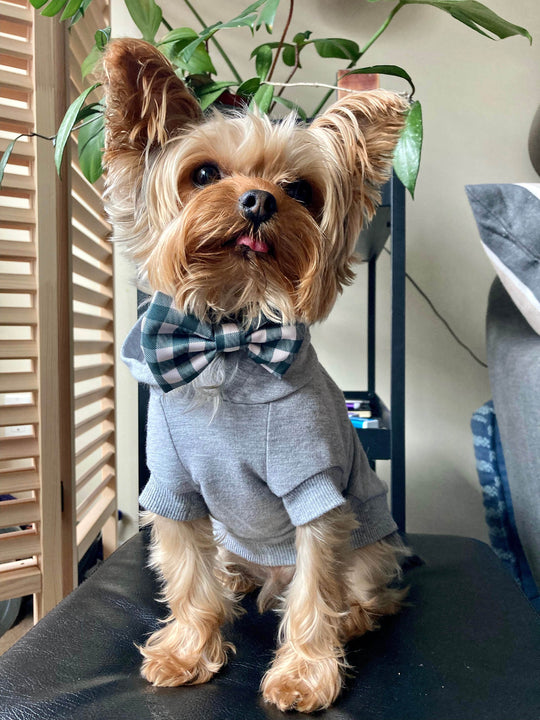 Designer Dog Accessories & Dog Apparel – Sharper Barker