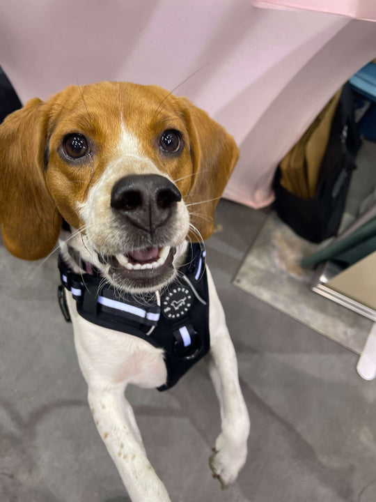 Designer Dog Accessories & Dog Apparel – Sharper Barker