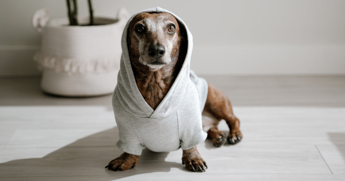 Escape Proof & No Pull Dog Harnesses | The Sharper Barker